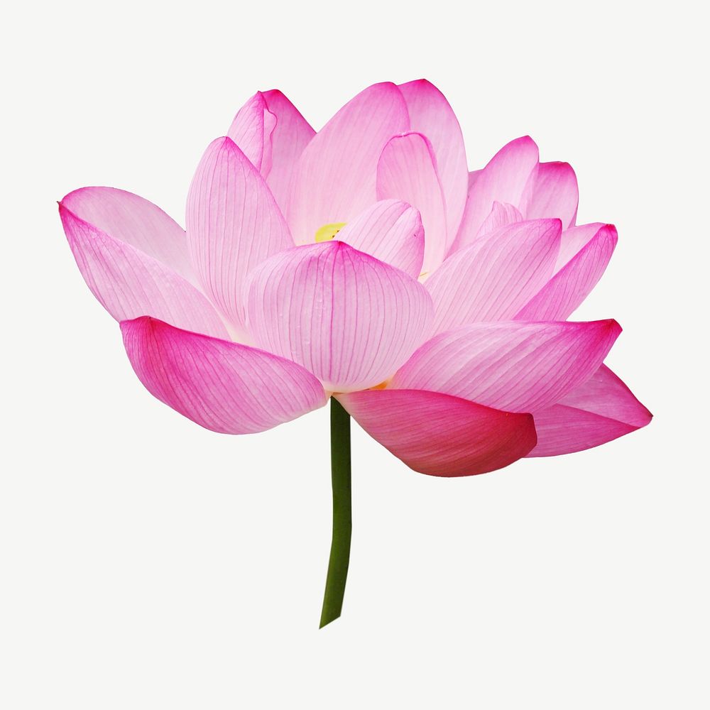 Lotus flower collage element psd | Free PSD - rawpixel