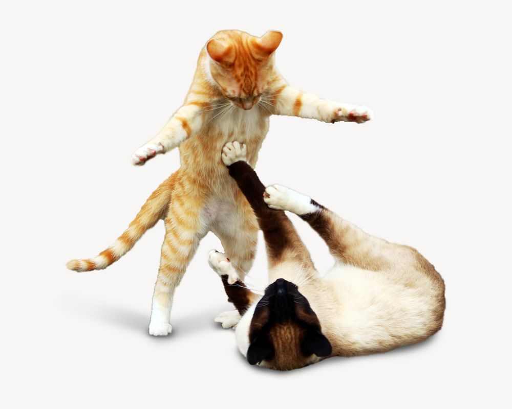 Cats playing together collage element, | Free Photo - rawpixel