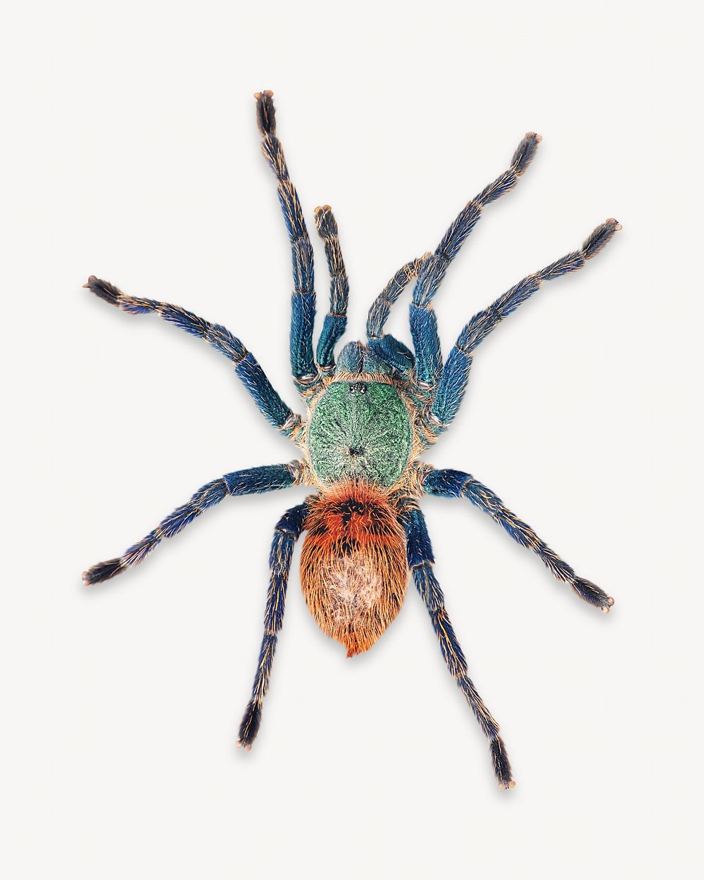 Blue dwarf spider animal isolated | Free Photo - rawpixel