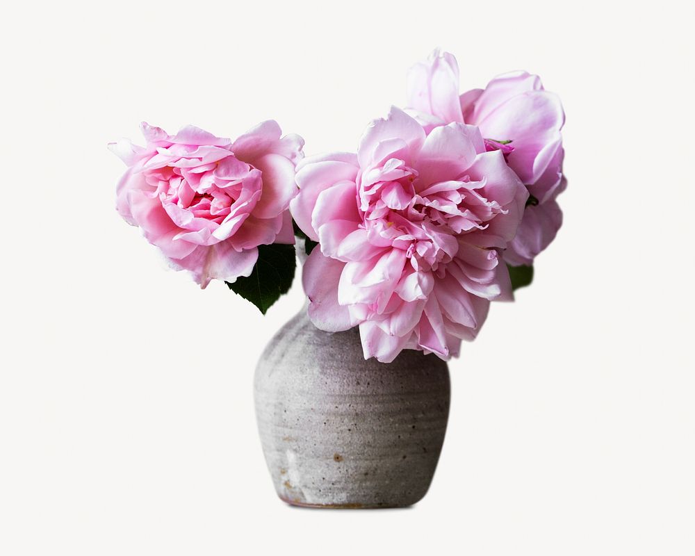 Pink rose vase isolated design | Free Photo - rawpixel
