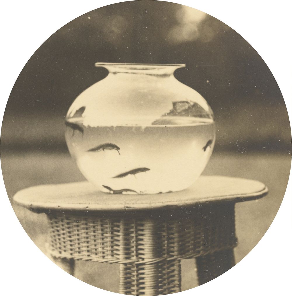 Untitled (Fishbowl) (c. 1888) American | Free Photo - rawpixel