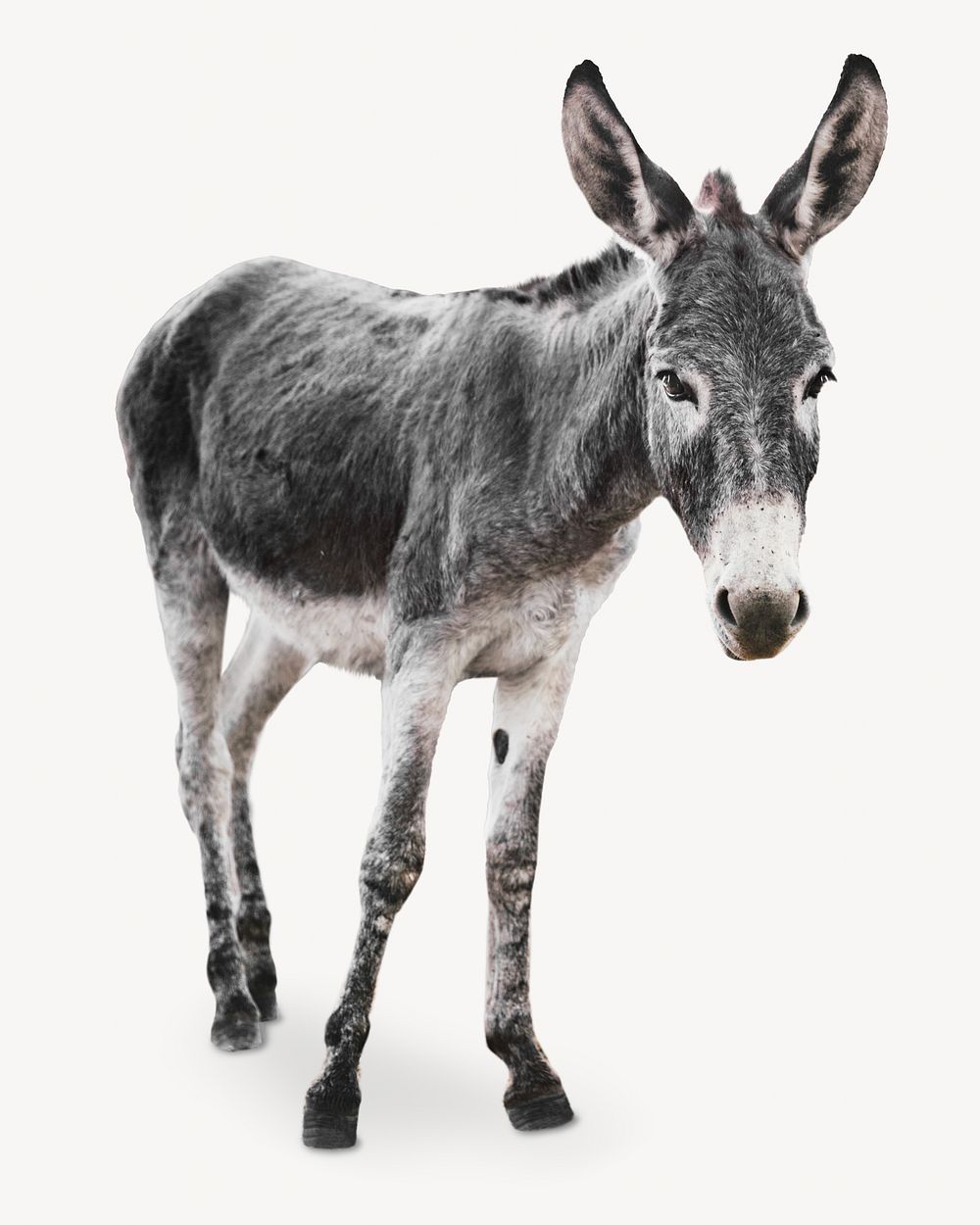 Donkey farm animal isolated image | Free Photo - rawpixel