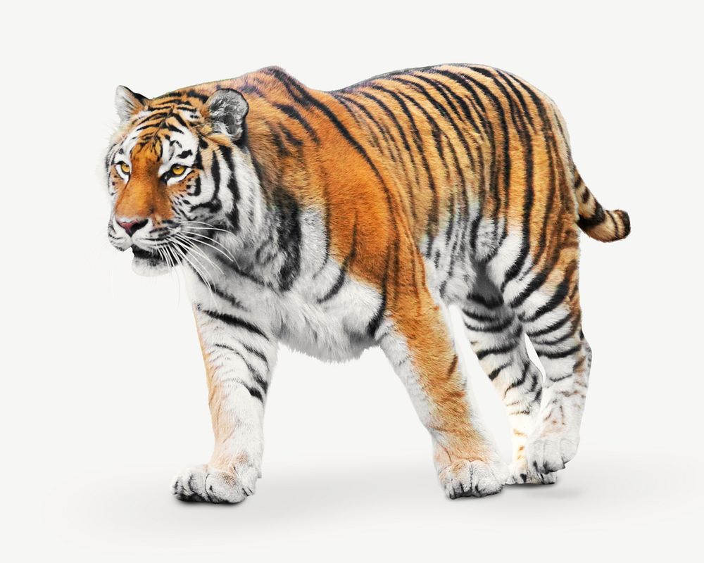 Bengal tiger image graphic psd | Free PSD - rawpixel