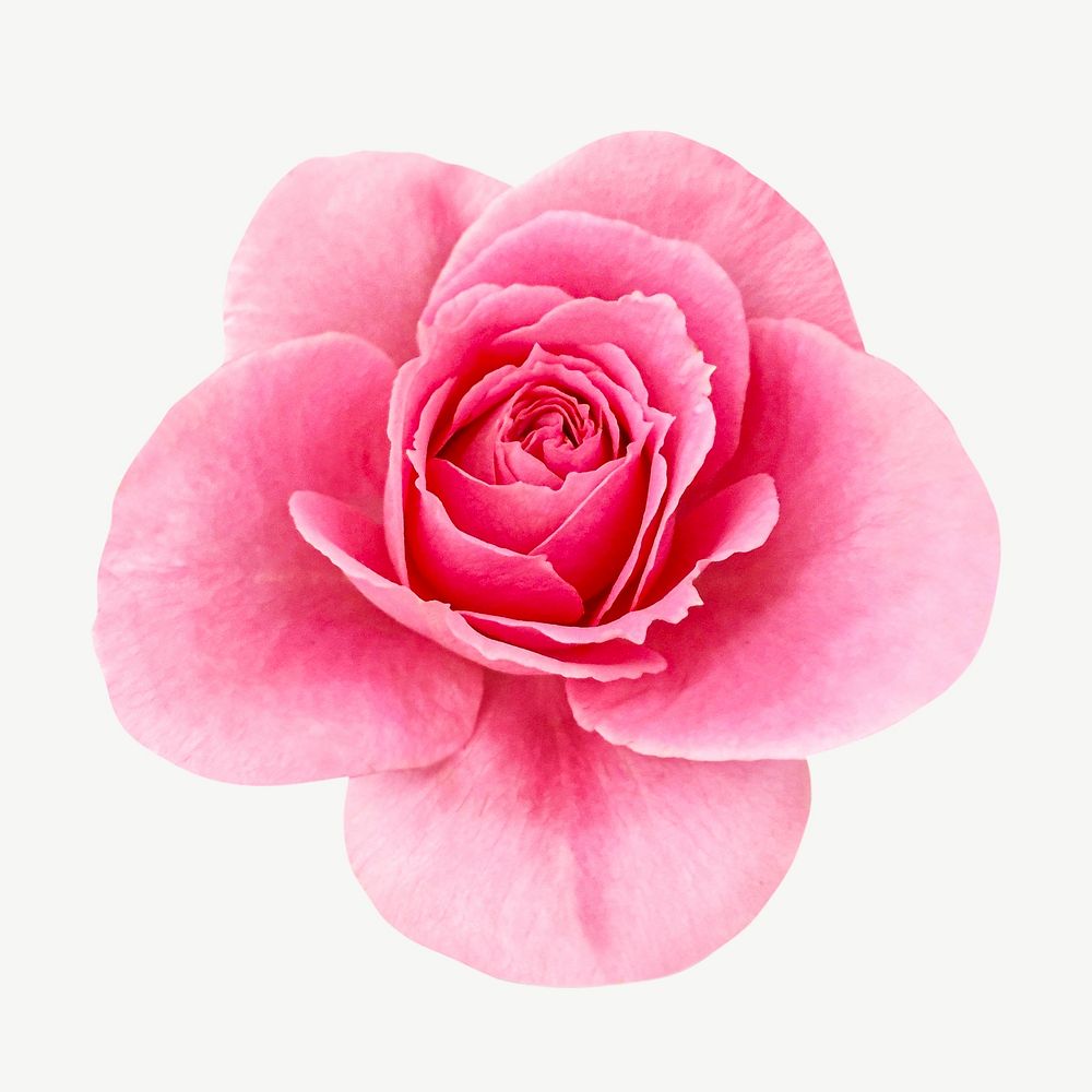 Pink rose psd | Premium PSD - rawpixel