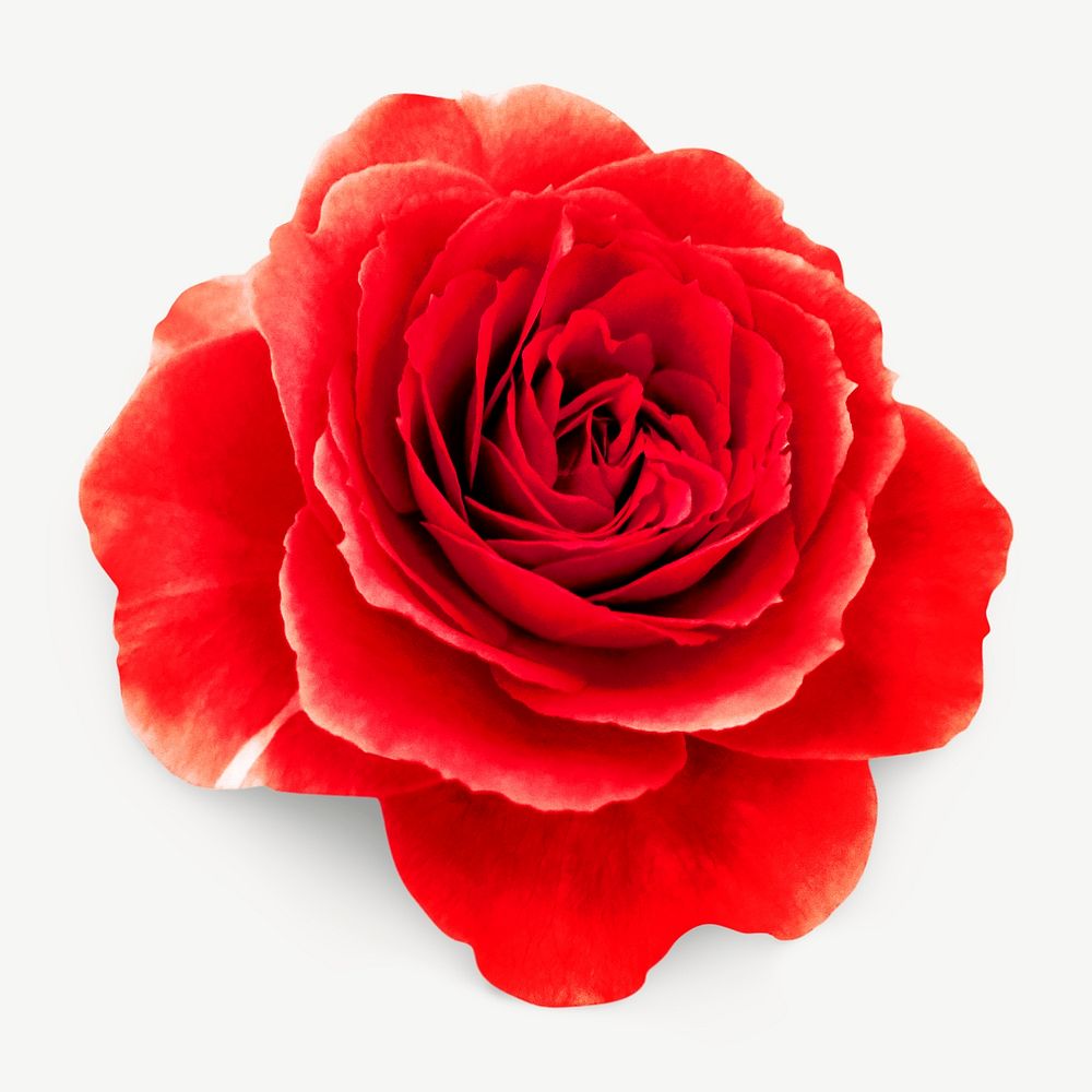 Red rose design element | Premium PSD - rawpixel