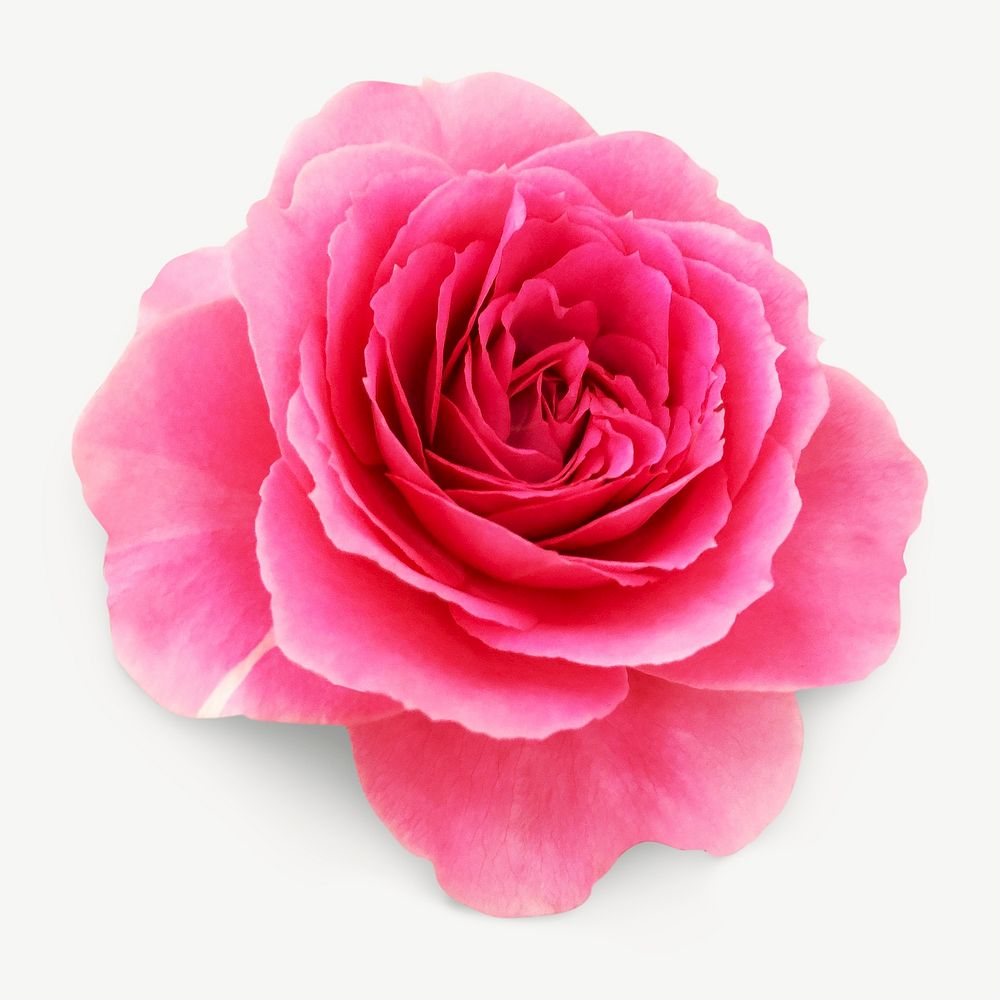 Pink rose design element | Free PSD - rawpixel