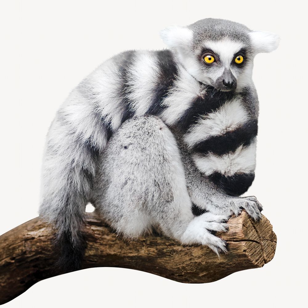 Lemur on tree branch image | Free Photo - rawpixel