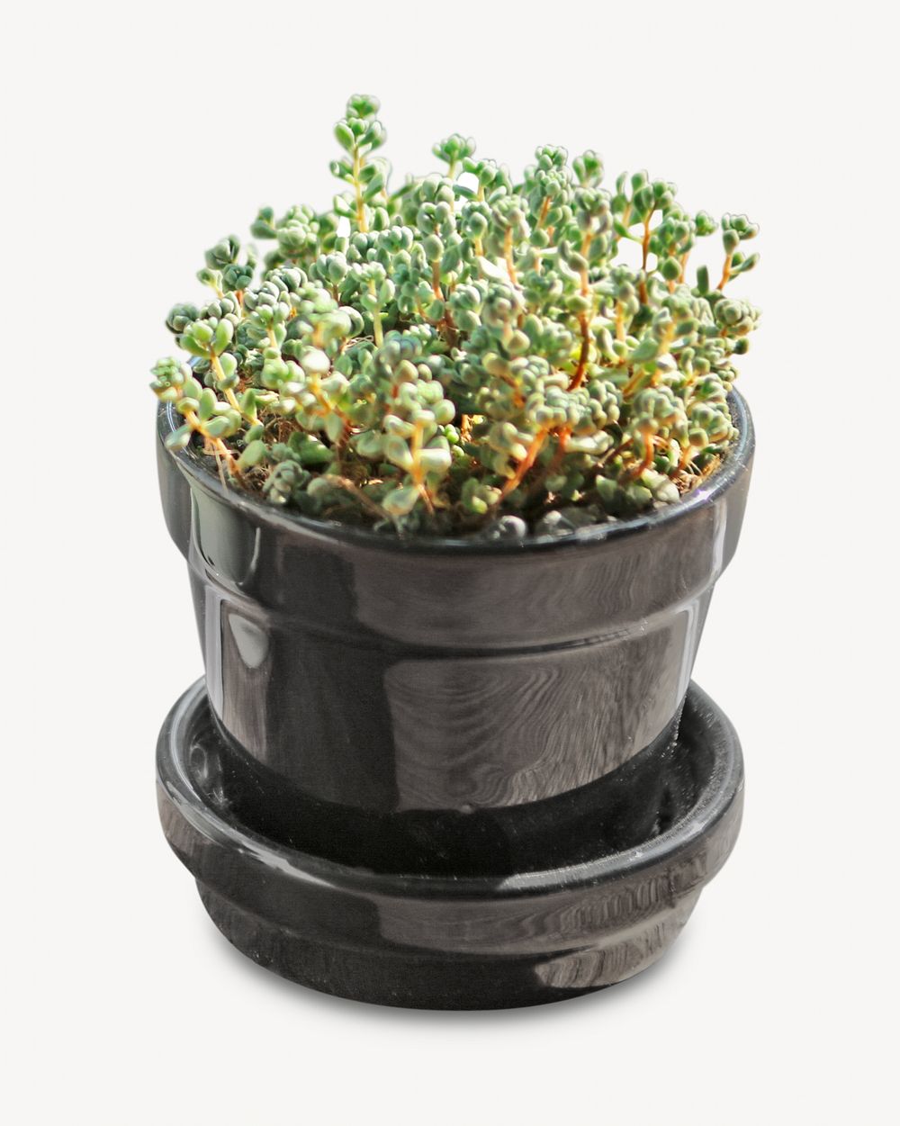 Small succulent isolated image | Free Photo - rawpixel