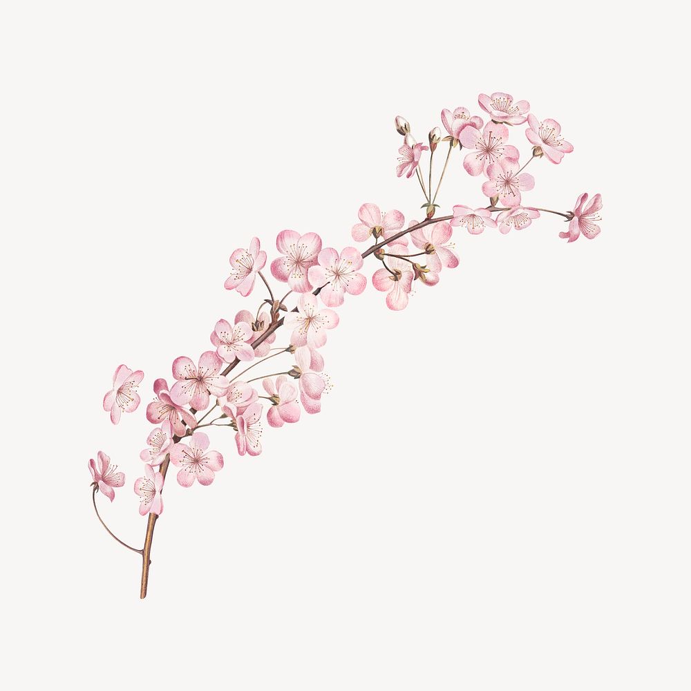 Pink Japanese flower illustration collage | Premium PSD - rawpixel