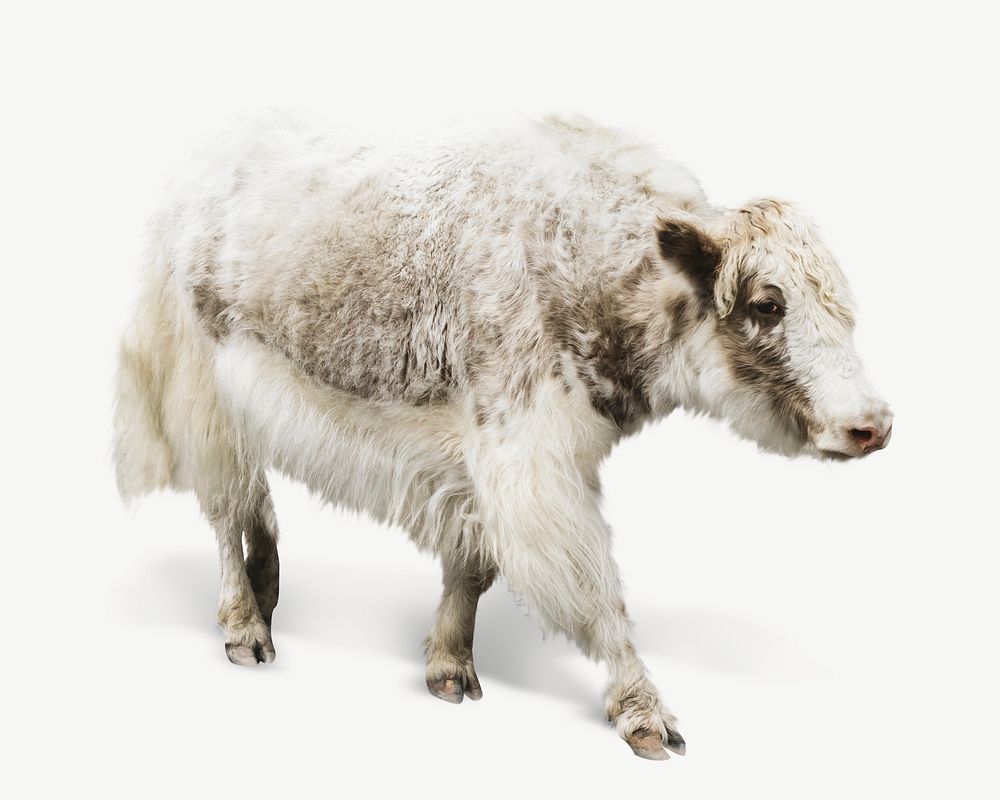 Cow image graphic psd | Premium PSD - rawpixel