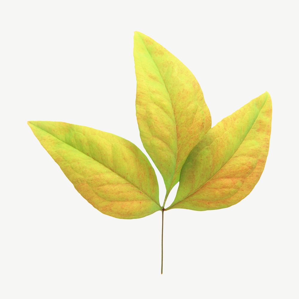 Autumn yellow tree leaf psd | Premium PSD - rawpixel