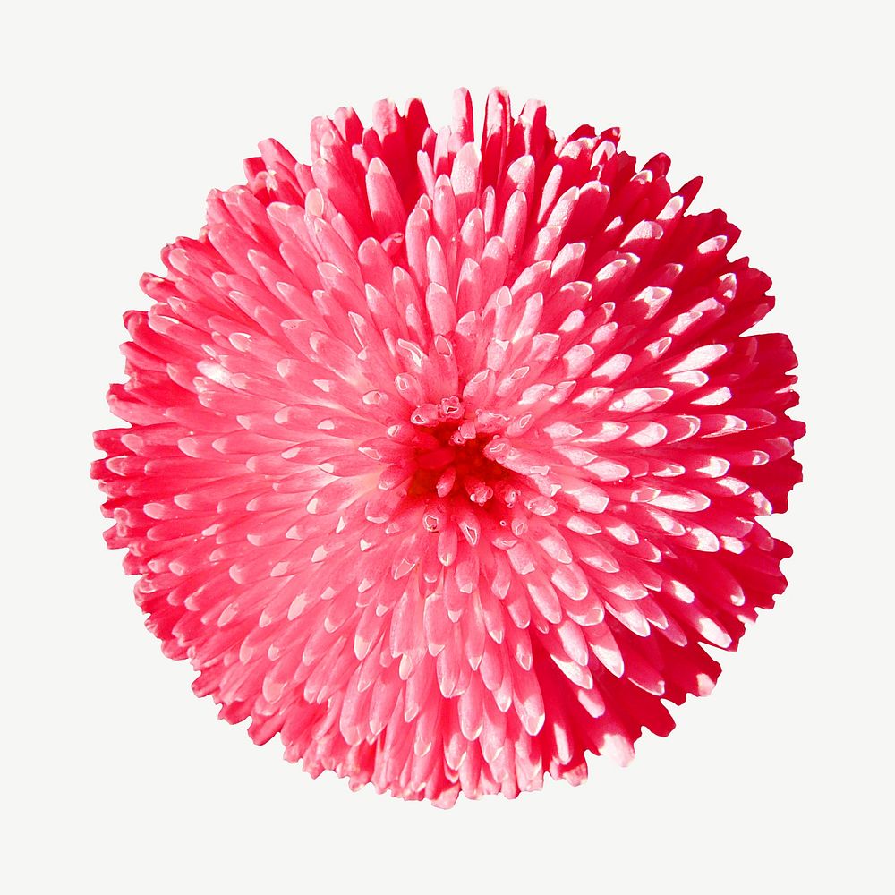Pink flower isolated element psd | Premium PSD - rawpixel