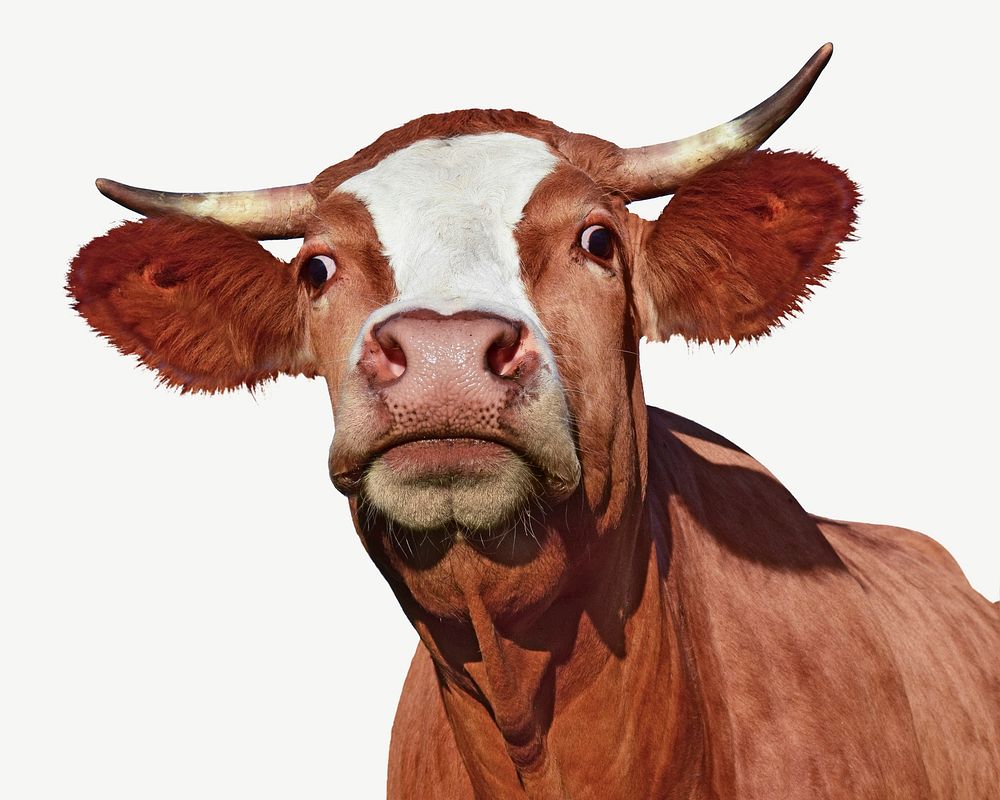 Cow collage element psd | Free PSD - rawpixel