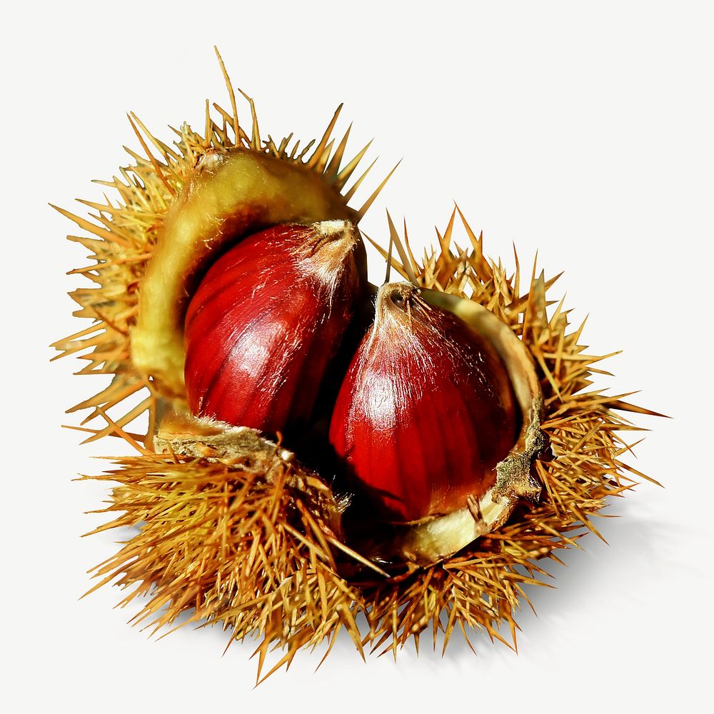 Chestnut image graphic psd | Free PSD - rawpixel