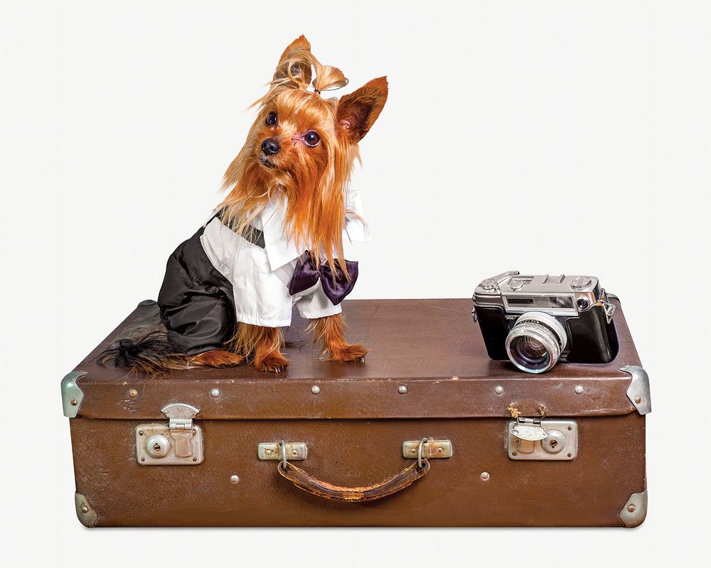 Cute terrier, isolated design | Free Photo - rawpixel