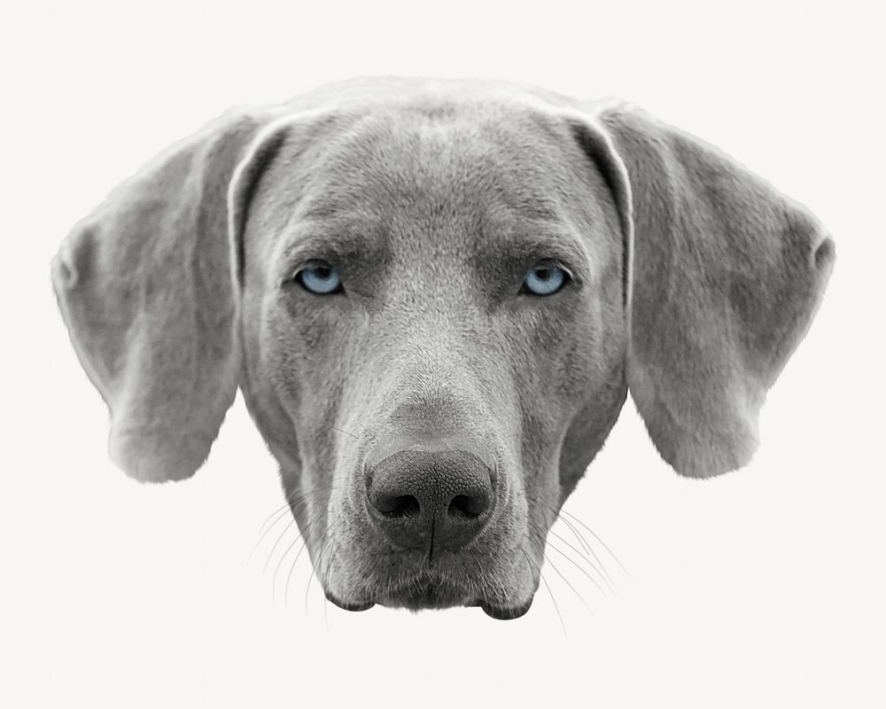 Gray dog image white design | Free Photo - rawpixel