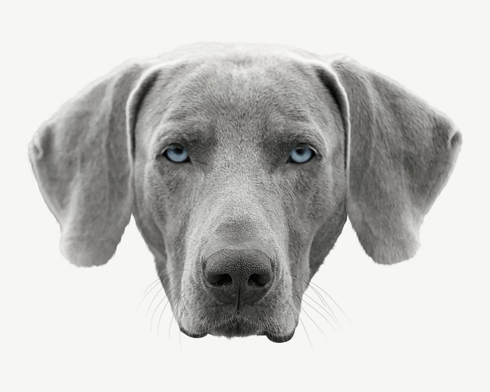 Gray dog isolated element psd | Premium PSD - rawpixel
