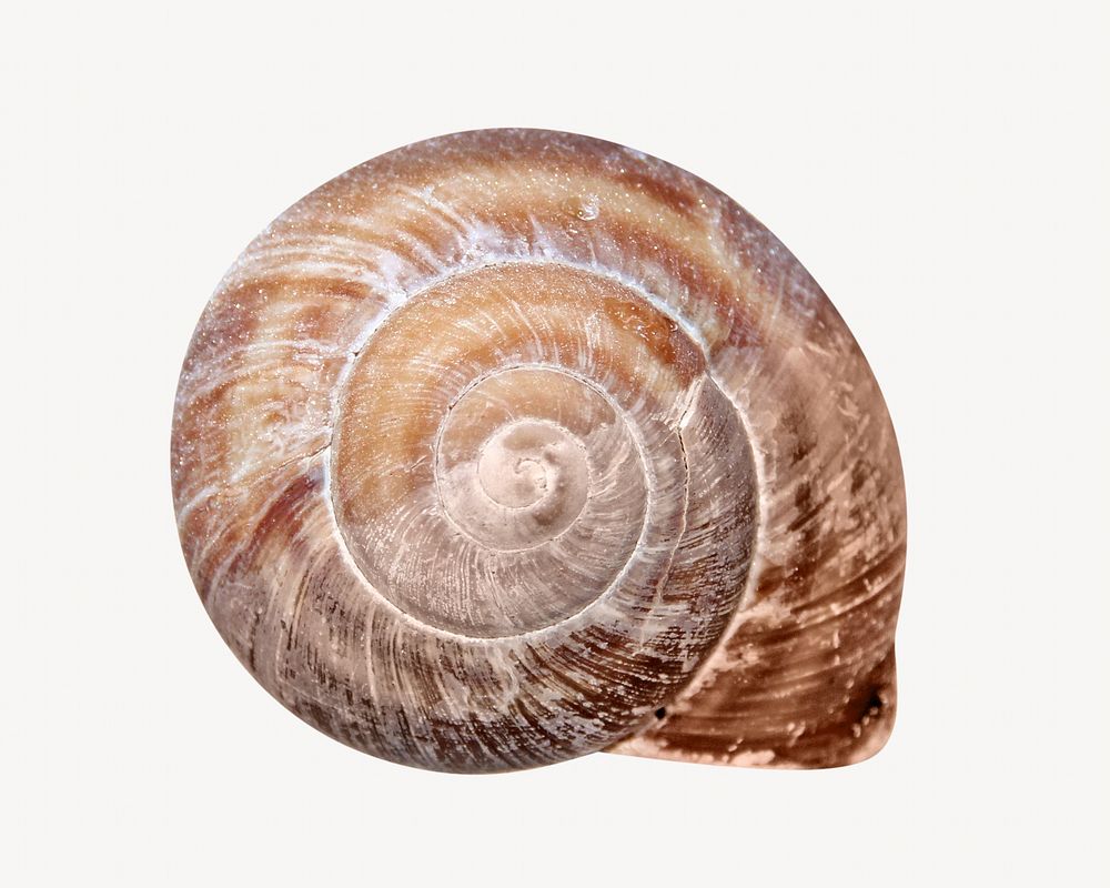 Snail shell, isolated design | Free Photo - rawpixel