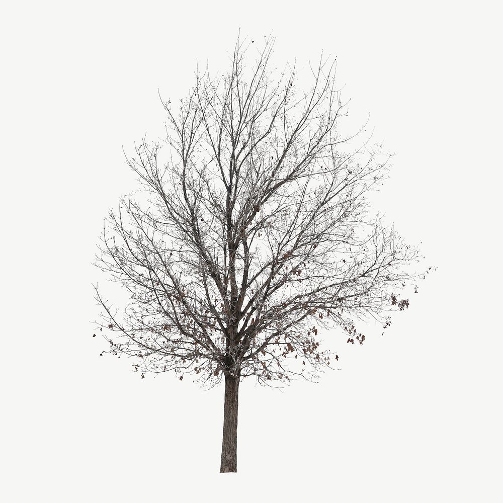 Autumn tree collage element psd | Free PSD - rawpixel