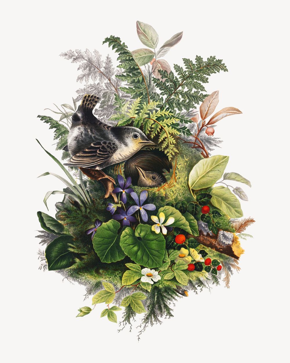 Vintage bird illustration isolated design | Premium Photo Illustration ...