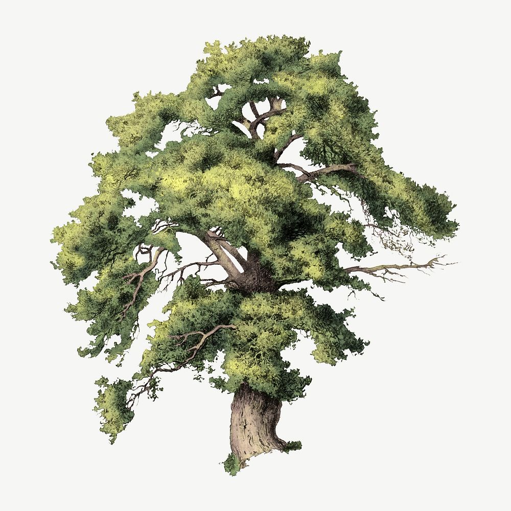 Vintage oak tree illustration collage | Premium PSD - rawpixel