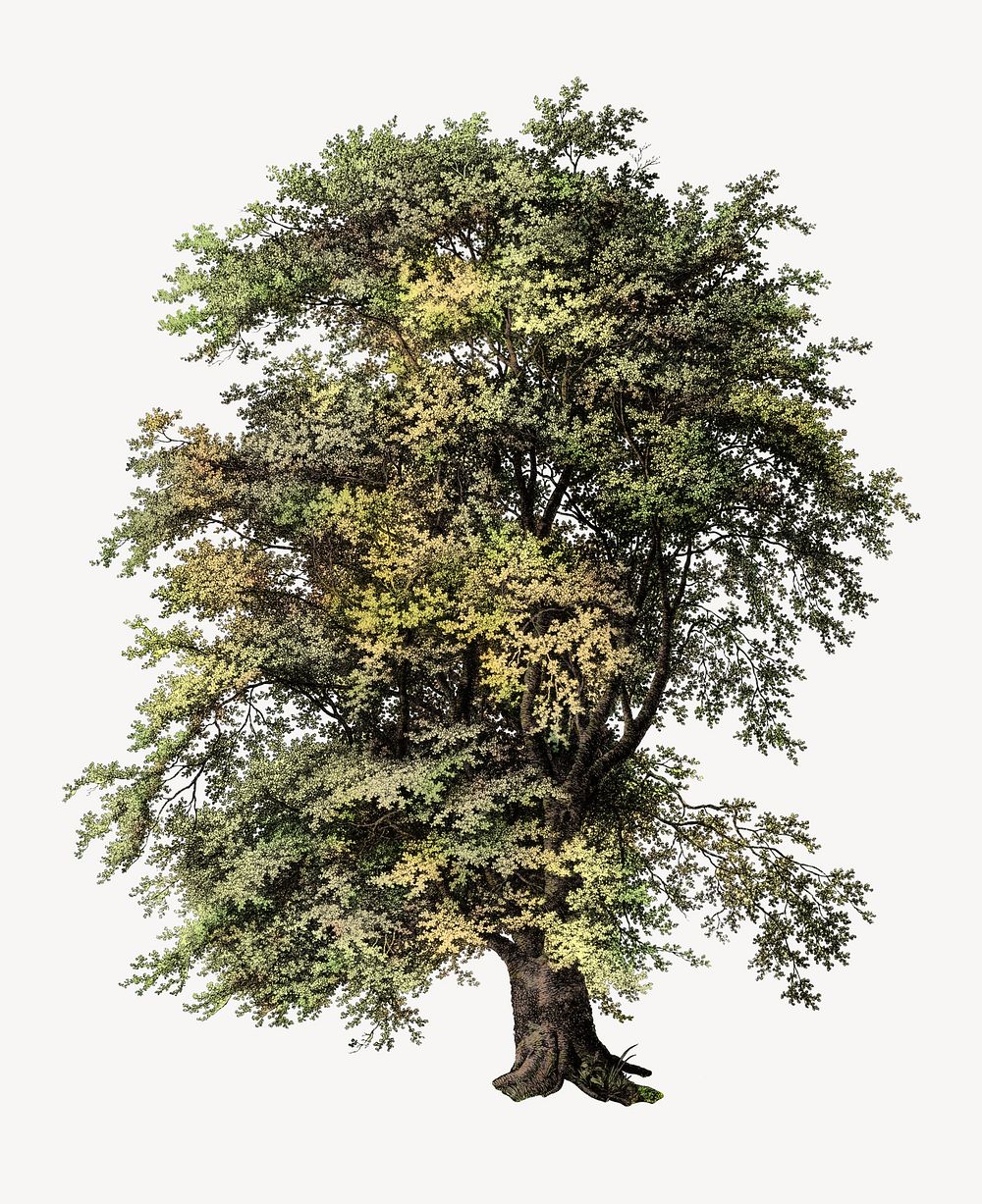 Vintage tree illustration isolated design. | Premium Photo Illustration ...