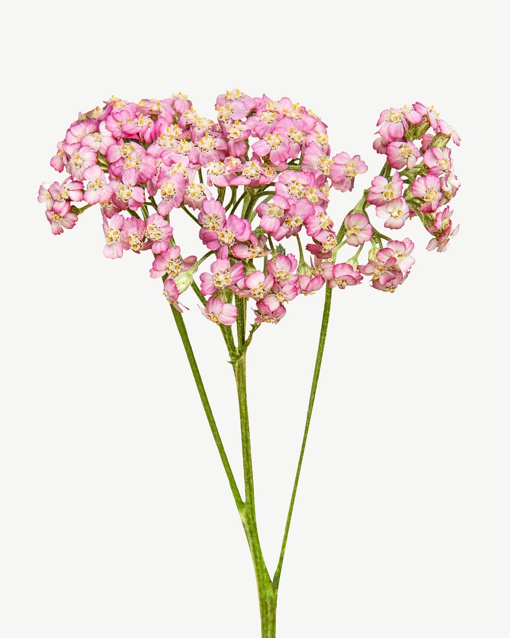 Pink small flower image psd | Premium PSD - rawpixel