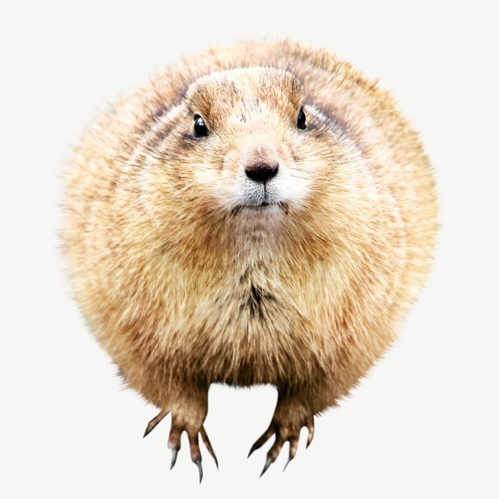 Gopher animal image graphic psd | Premium PSD - rawpixel