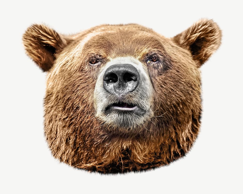 Brown bear psd isolated design | Free PSD - rawpixel