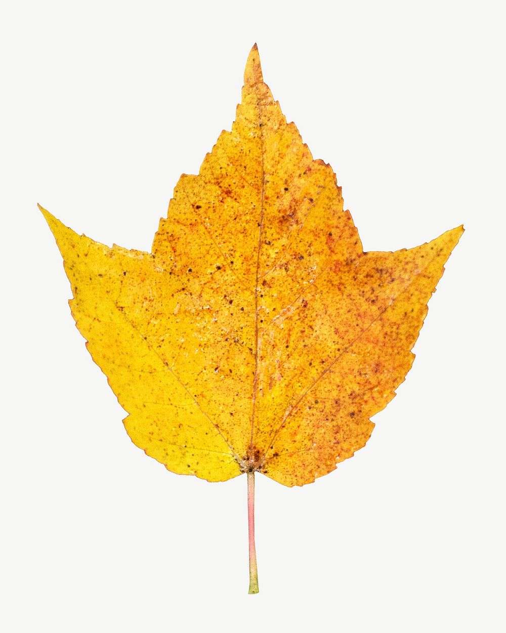 Autumn leaf collage element psd | Free PSD - rawpixel