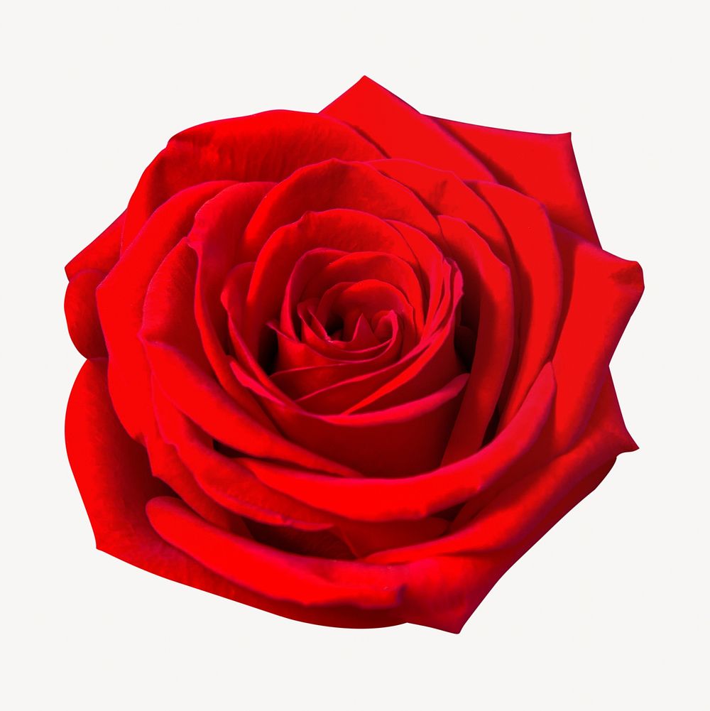 Red rose flower collage element | Free Photo - rawpixel