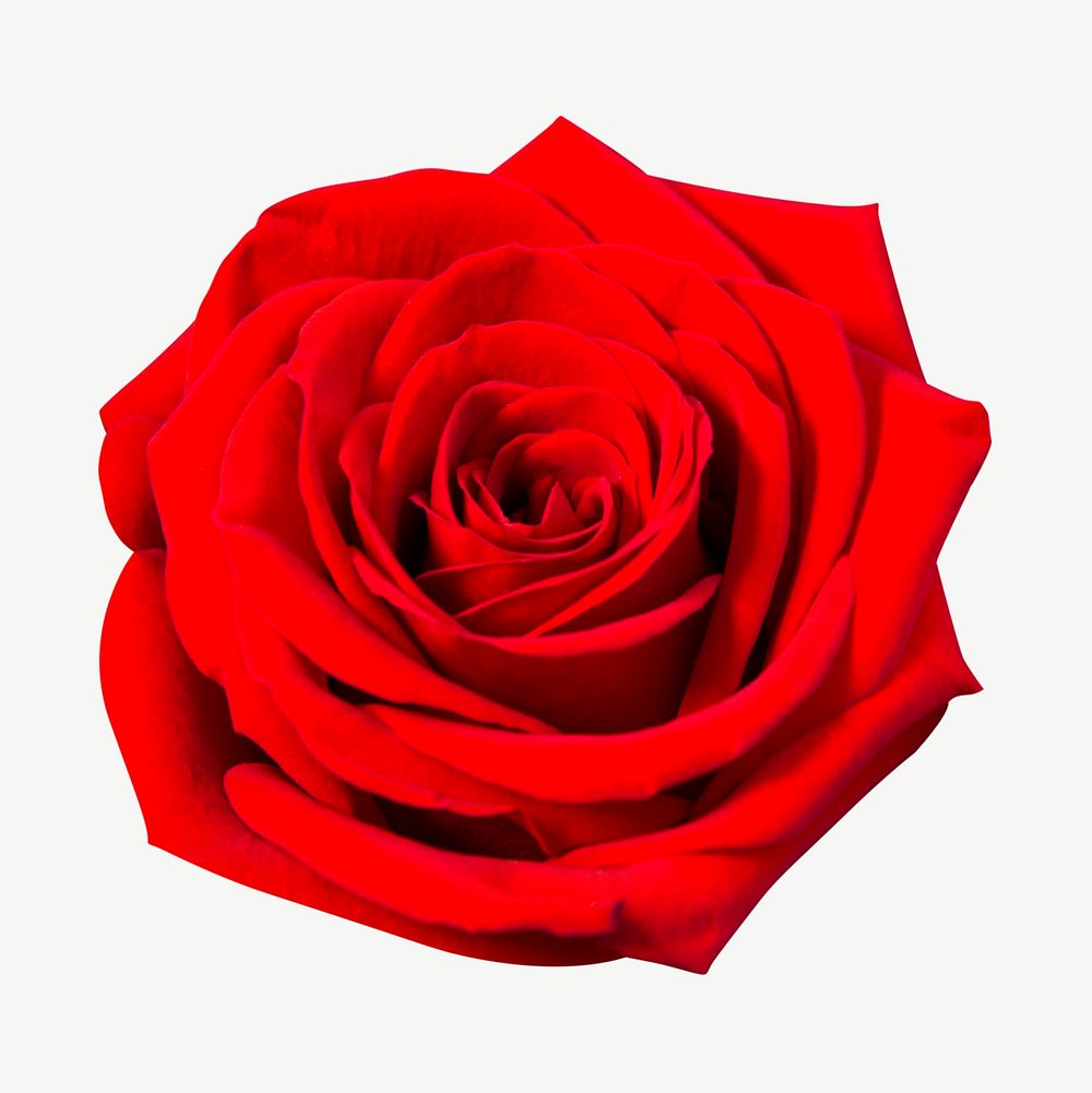 Red rose flower psd | Free PSD - rawpixel