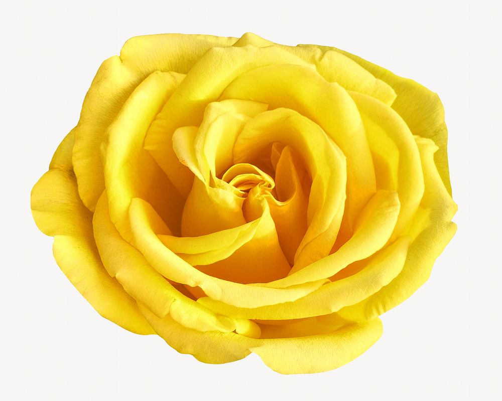 Yellow rose flower collage element | Free Photo - rawpixel