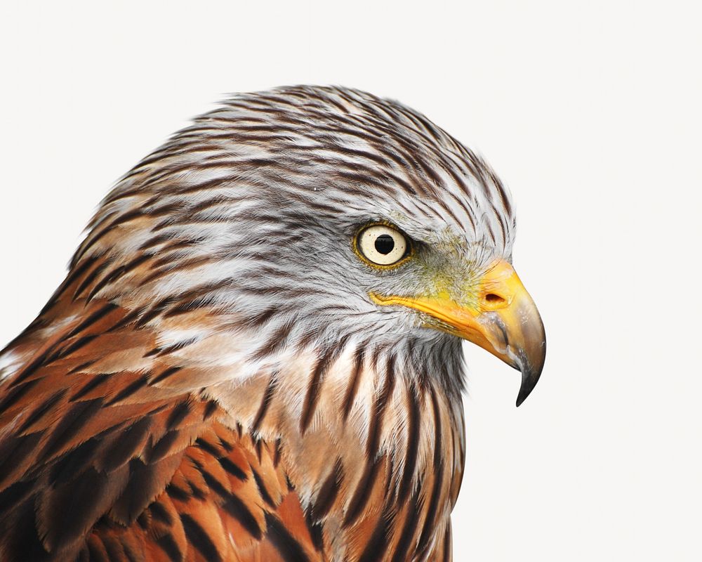 Falcon head isolated design | Free Photo - rawpixel