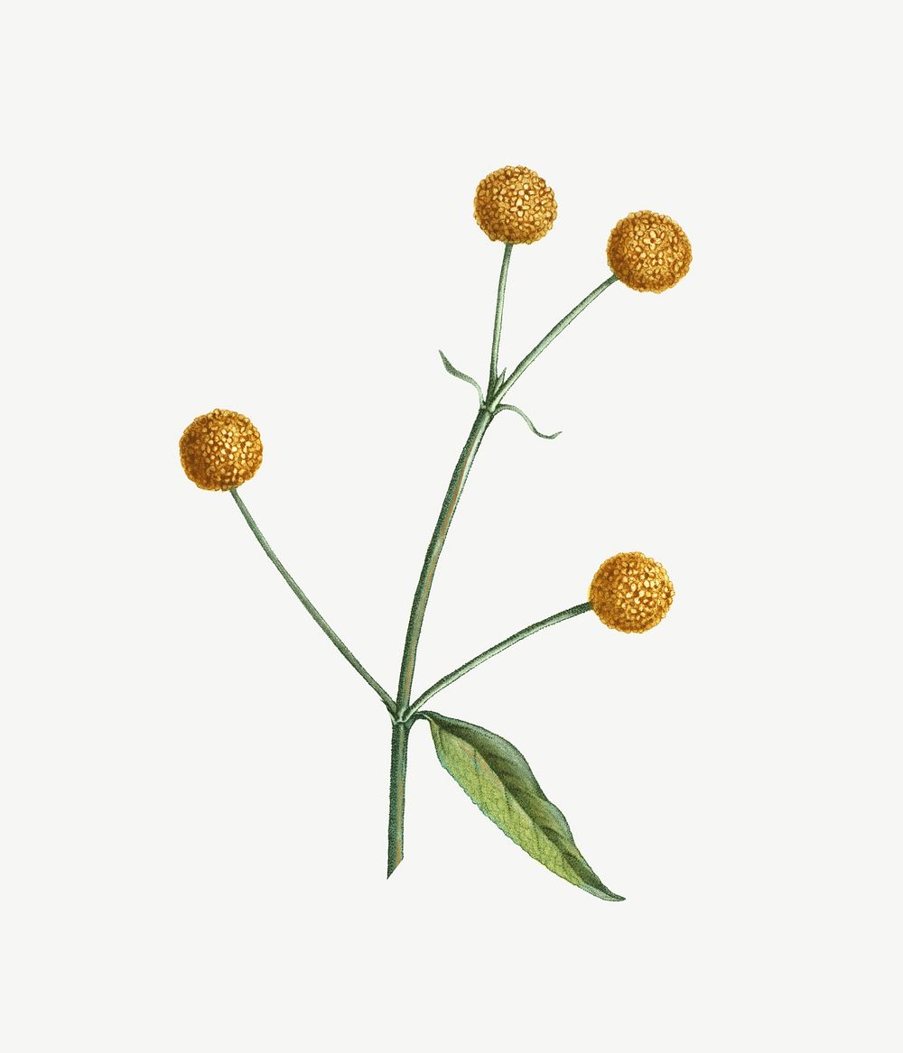 Orangel Images | Free Photos, PNG Stickers, Wallpapers & Backgrounds ...