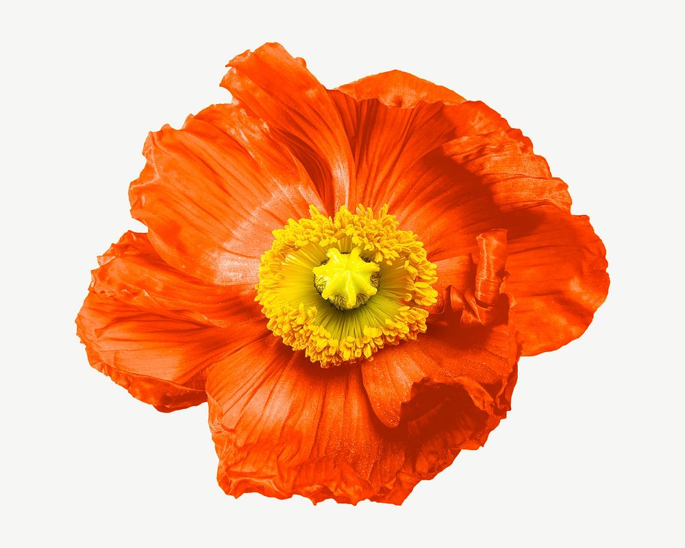 Aesthetic poppy flower collage element | Premium PSD - rawpixel