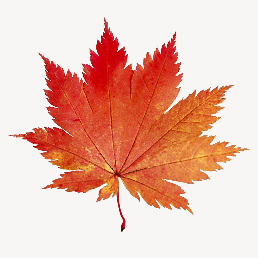 Orange maple leaf, isolated image | Free Photo - rawpixel