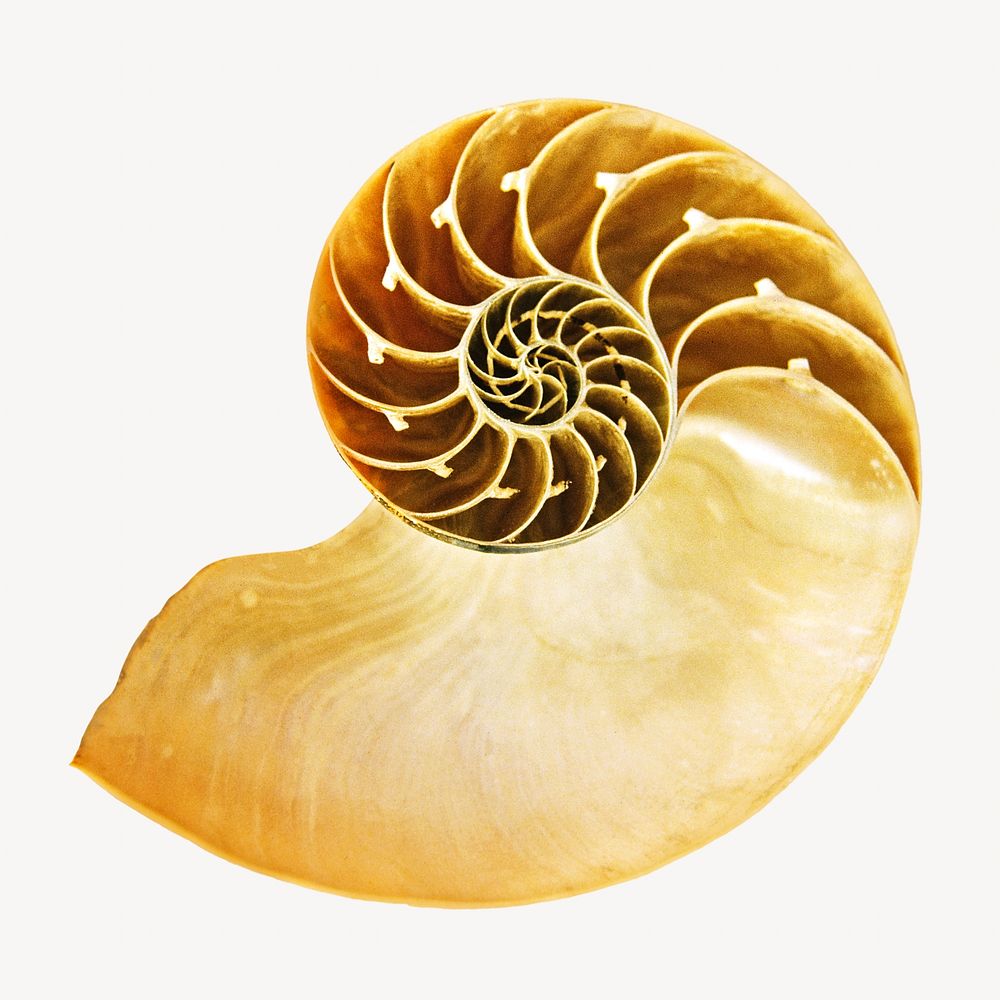 Seashell collage element | Free Photo - rawpixel