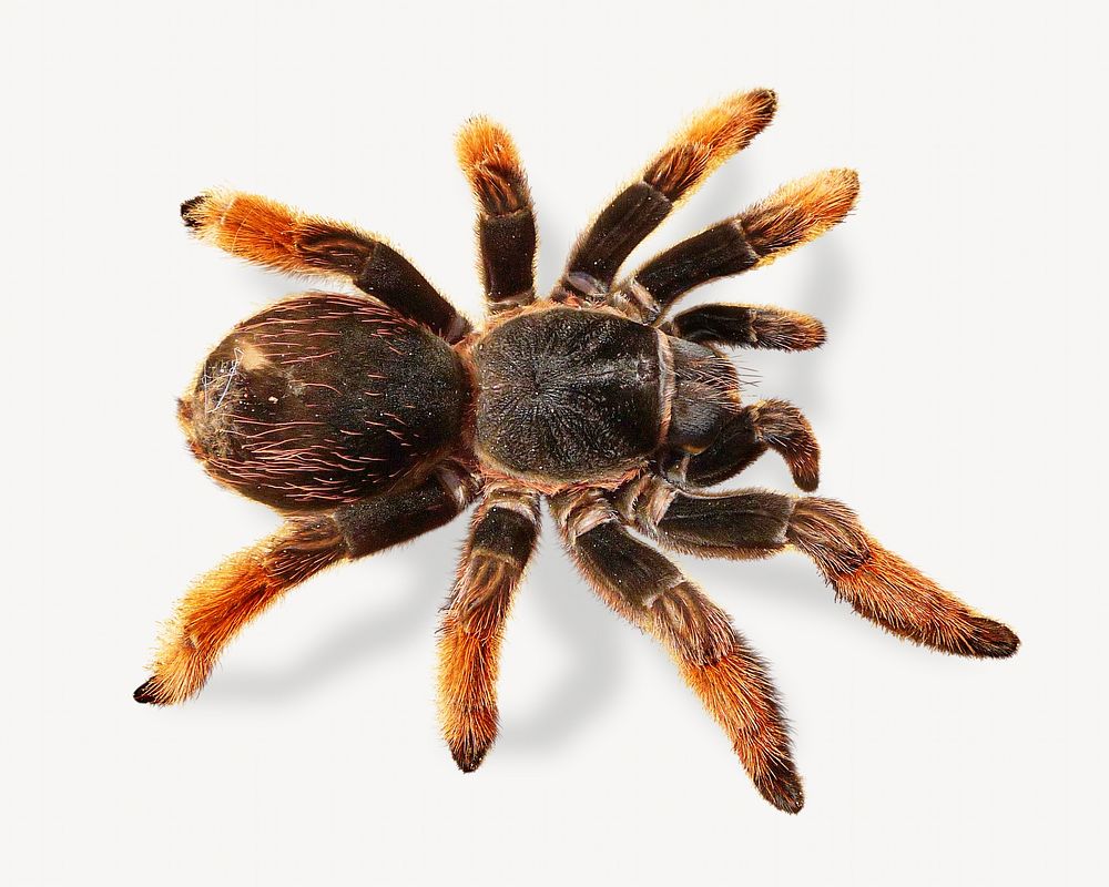 Spider isolated image on white | Free Photo - rawpixel