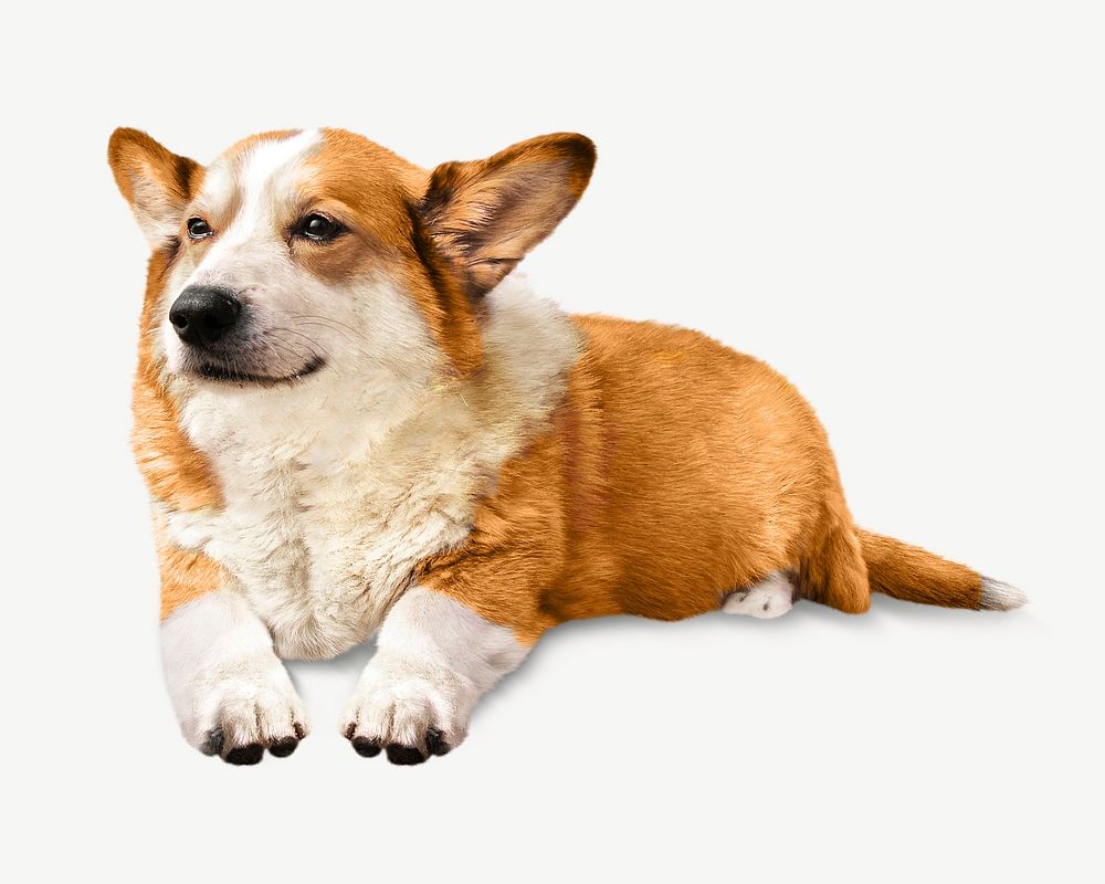 Pembroke Welsh Corgi collage element | Premium PSD - rawpixel