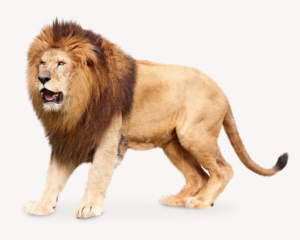 Lion, wildlife isolated image | Free Photo - rawpixel