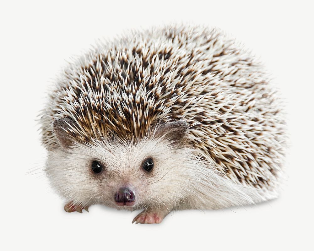 Hedgehog collage element psd | Premium PSD - rawpixel