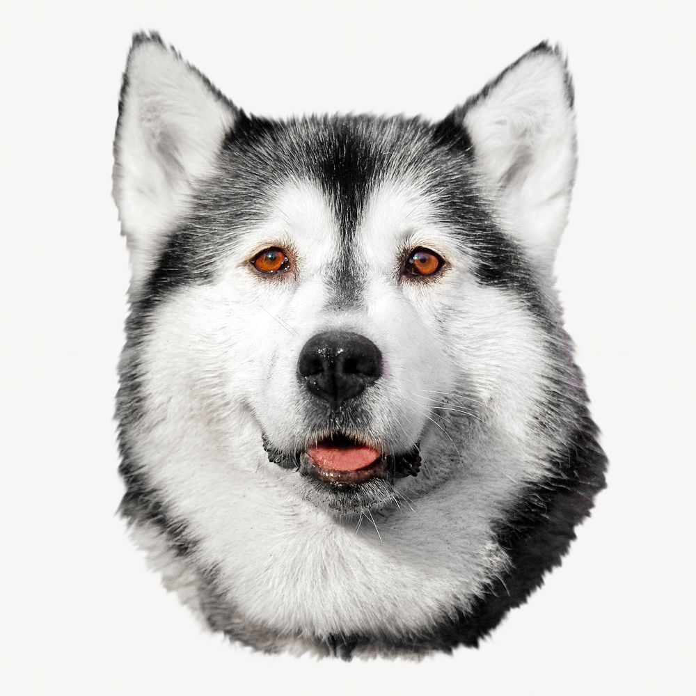Siberian Husky face, isolated image | Free Photo - rawpixel