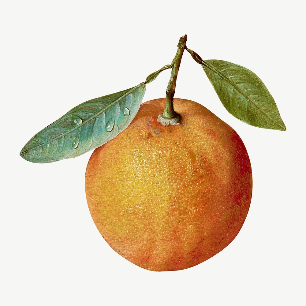 Tangerine collage element psd | Premium PSD - rawpixel