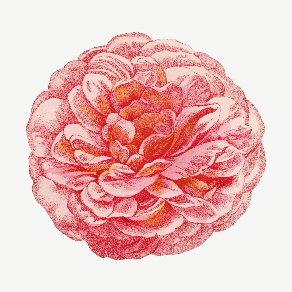 Pink rose, vintage French flower | Premium PSD - rawpixel