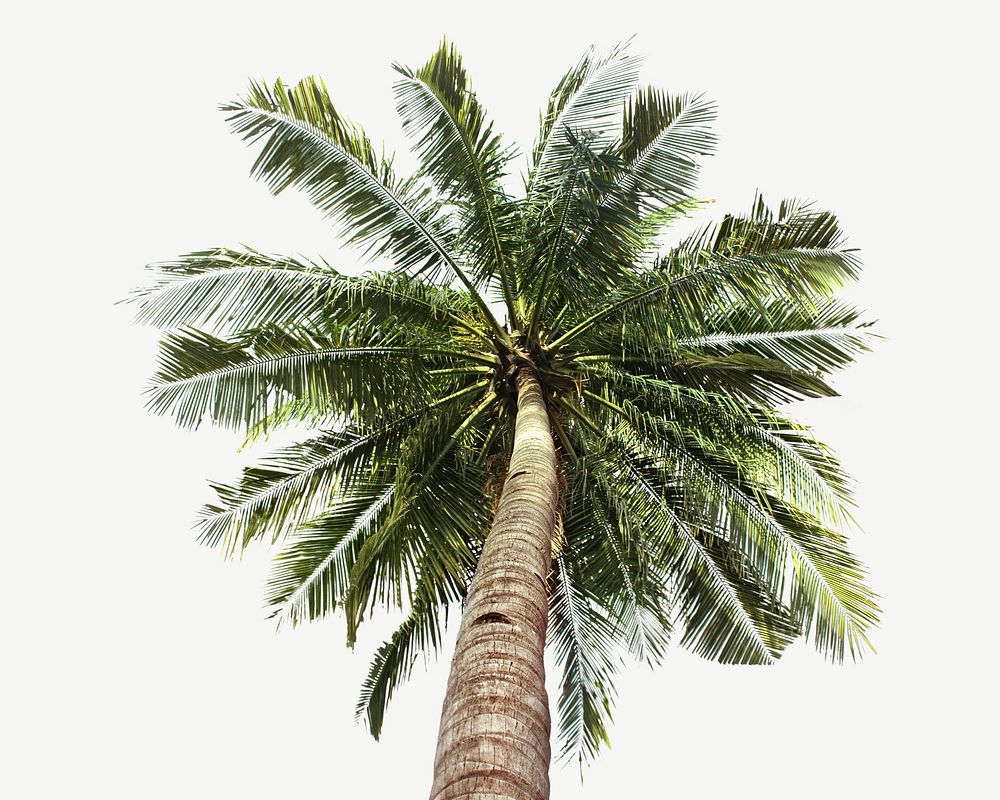 Palm tree collage element psd | Premium PSD - rawpixel
