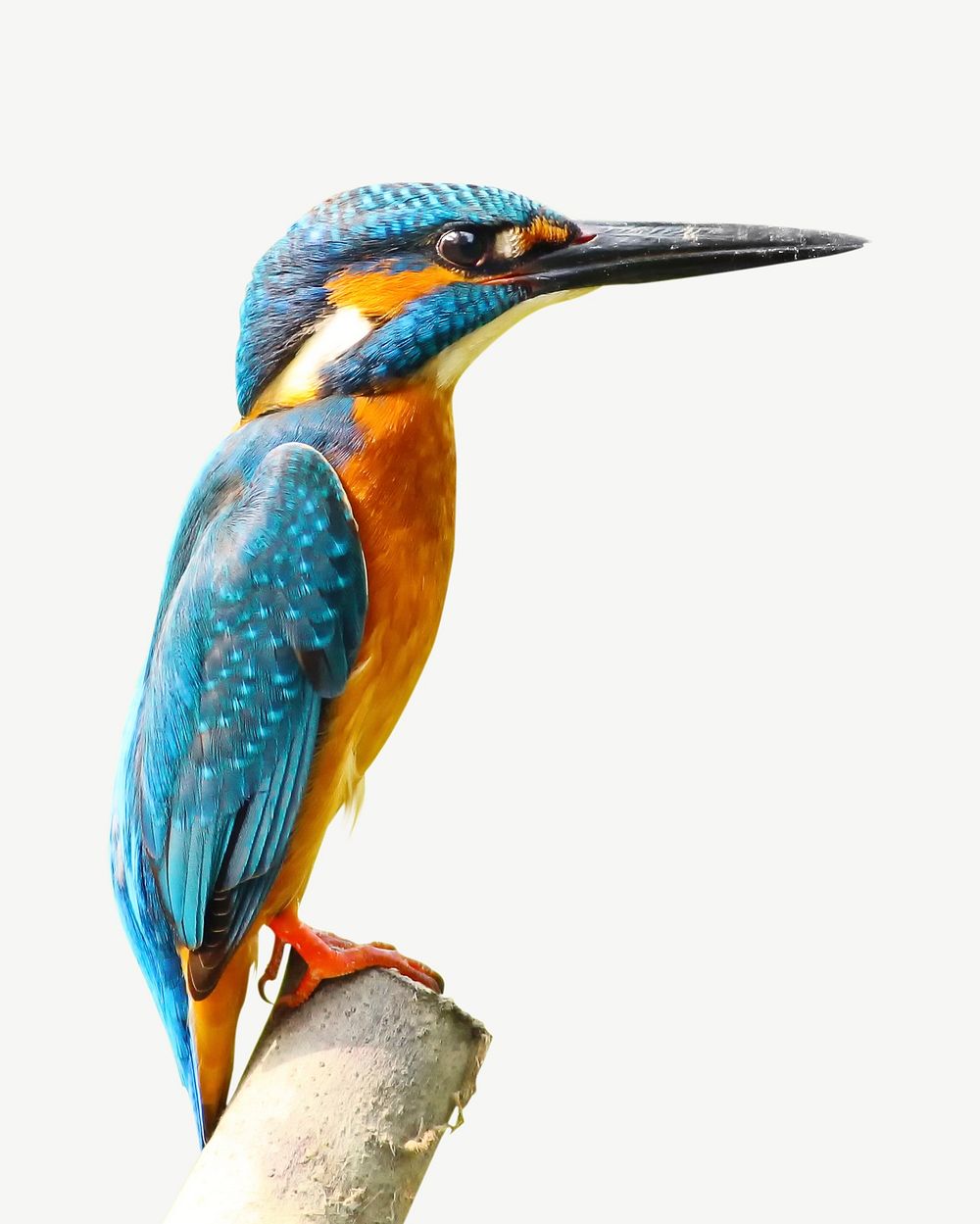 Blue jay bird collage | Free PSD - rawpixel