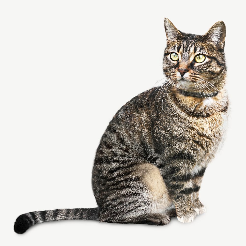 Sitting cat collage element psd | Premium PSD - rawpixel