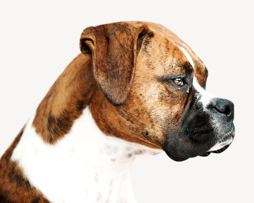 Boxer dog isolated image | Free Photo - rawpixel