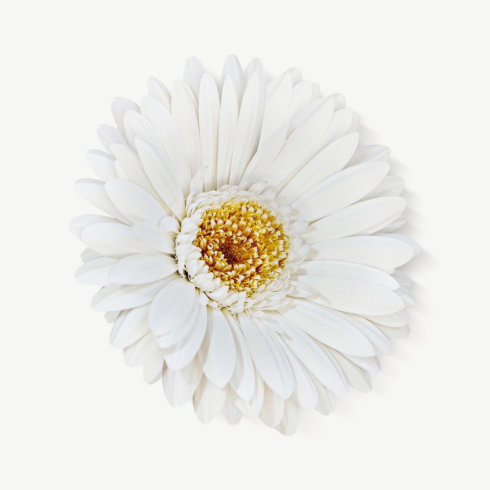 White daisy collage element psd | Free PSD - rawpixel